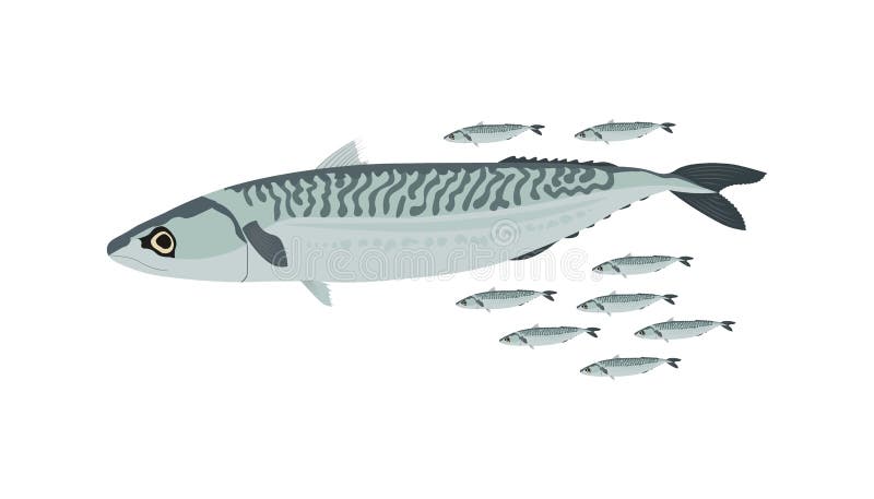 Mackerel Isolated on White Background. Vector Illustration of Fresh ...