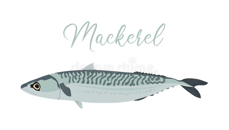 Mackerel Isolated on White Background. Vector Illustration of Fresh ...