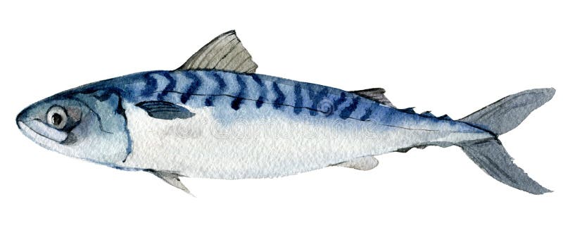 Mackerel Drawing Stock Illustrations – 2,422 Mackerel Drawing Stock ...