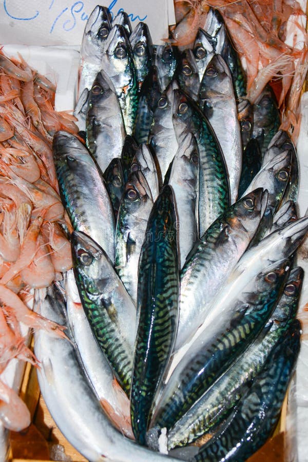 Mackerel 1 stock image. Image of omega, mackerel, italian - 59538295