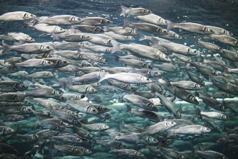 Bluefin Tuna Fish School Underwater Stock Image - Image of fish, fresh ...