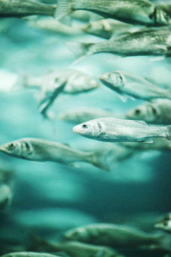 Yellowtail fish stock photo. Image of fish, inland, environment - 13021196