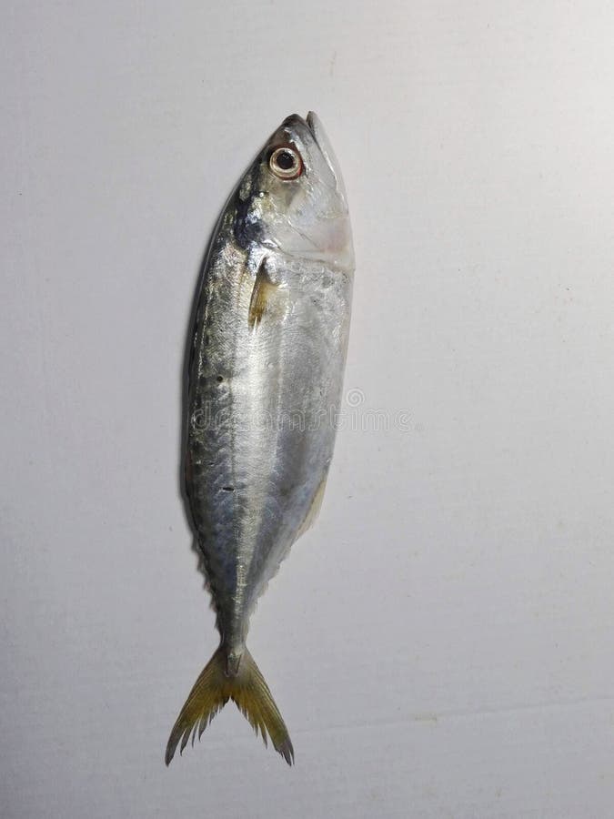Mackerel :Marine Fish that are High in Protein Stock Image - Image of ...