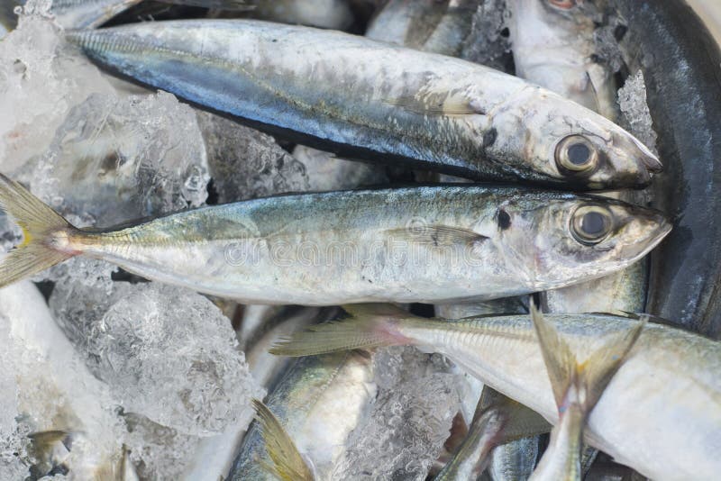 Striped mackerel and ocean stock photo. Image of exotic - 12872576