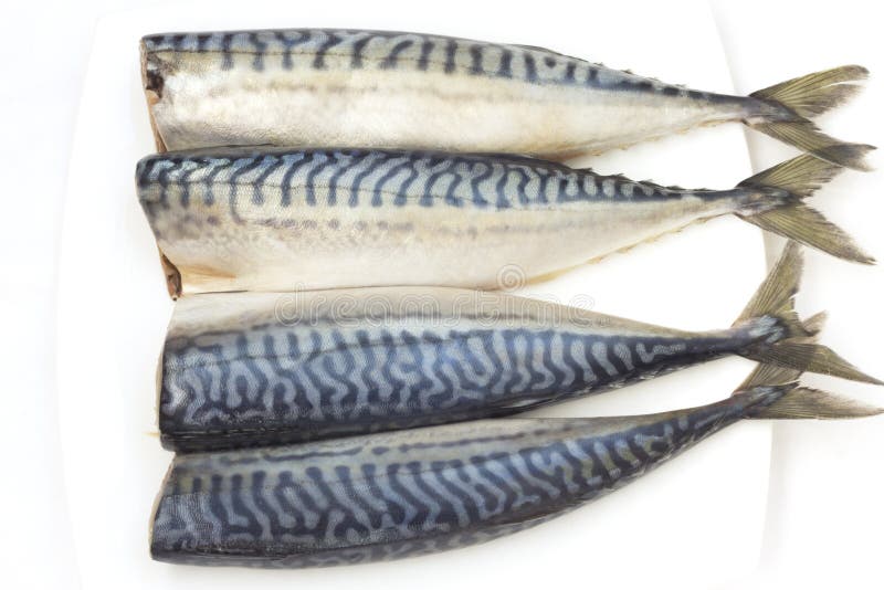 Mackerel on a plate stock photo. Image of four, white - 26830124