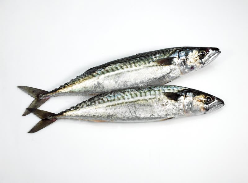 Mackerel, Scomber Scombrus, Fresh Fish Against White Background Stock ...