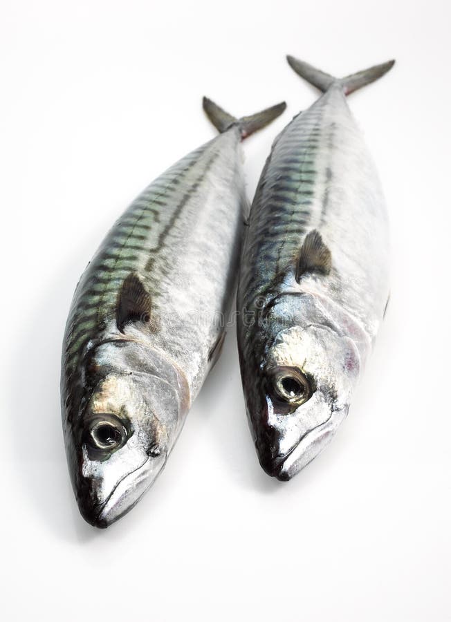 Mackerel, Scomber Scombrus, Fresh Fish Against White Background Stock ...