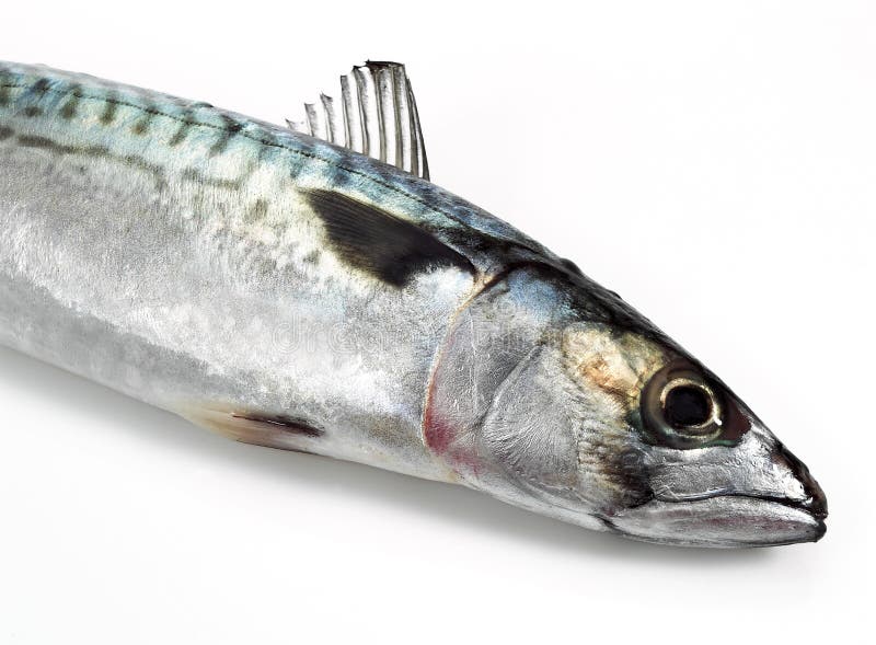 Mackerel, Scomber Scombrus, Fresh Fish Against White Background Stock ...