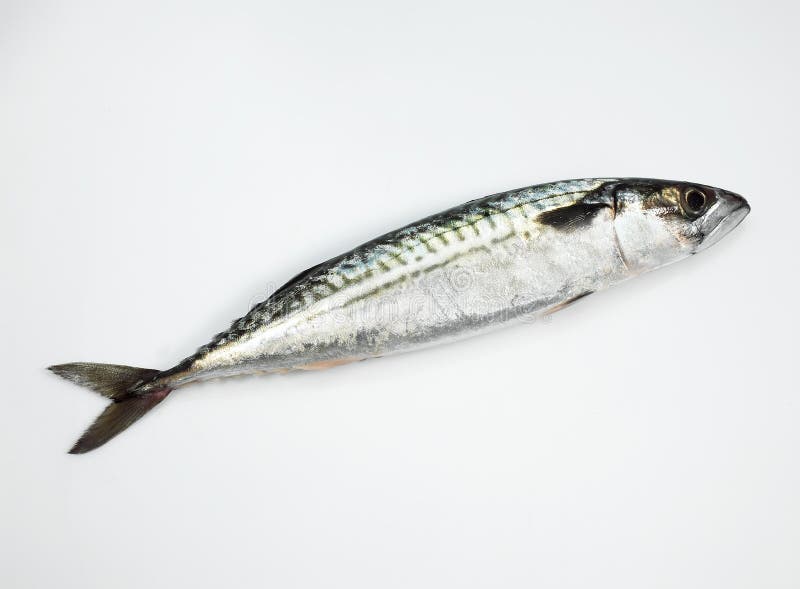 Mackerel, Scomber Scombrus, Fresh Fish Against White Background Stock ...