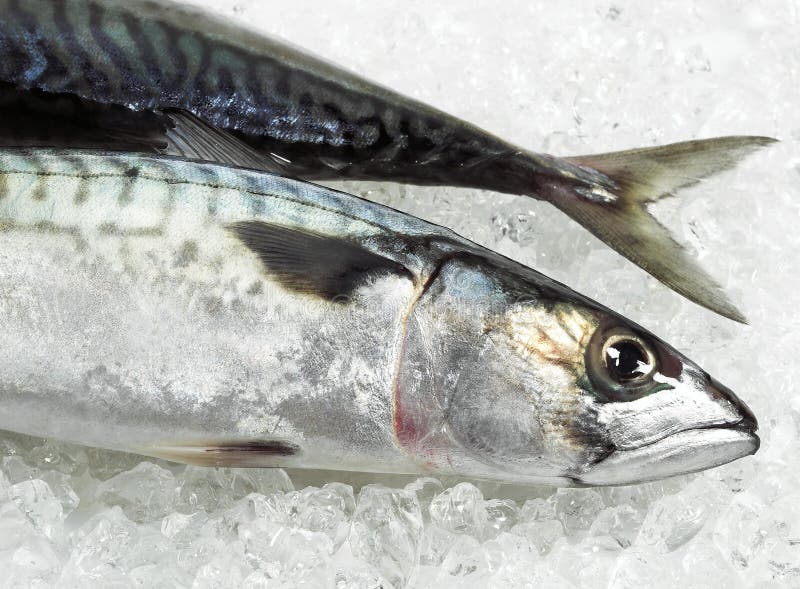 Mackerel, Scomber Scombrus, Fresh Fish on Ice Stock Photo - Image of ...