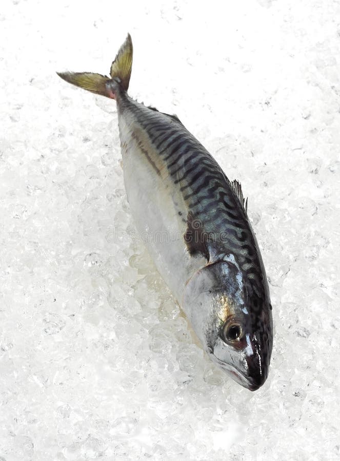 Mackerel, Scomber Scombrus, Fresh Fish on Ice Stock Photo - Image of ...