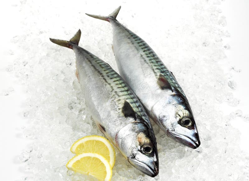 Mackerel, Scomber Scombrus, Fresh Fish with Lemon on Ice Stock Image ...