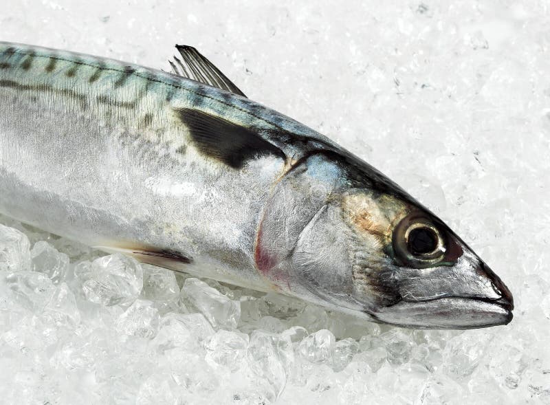 Atlantic Mackerel, Scomber Scombrus Stock Image - Image of aquatic ...