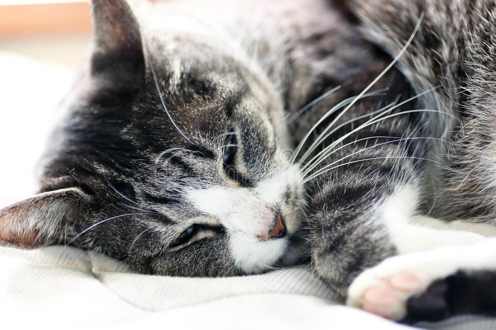 Mackerel Tiger Cat (tabby Cat) Curled Up in Bed and Sleeping Stock ...