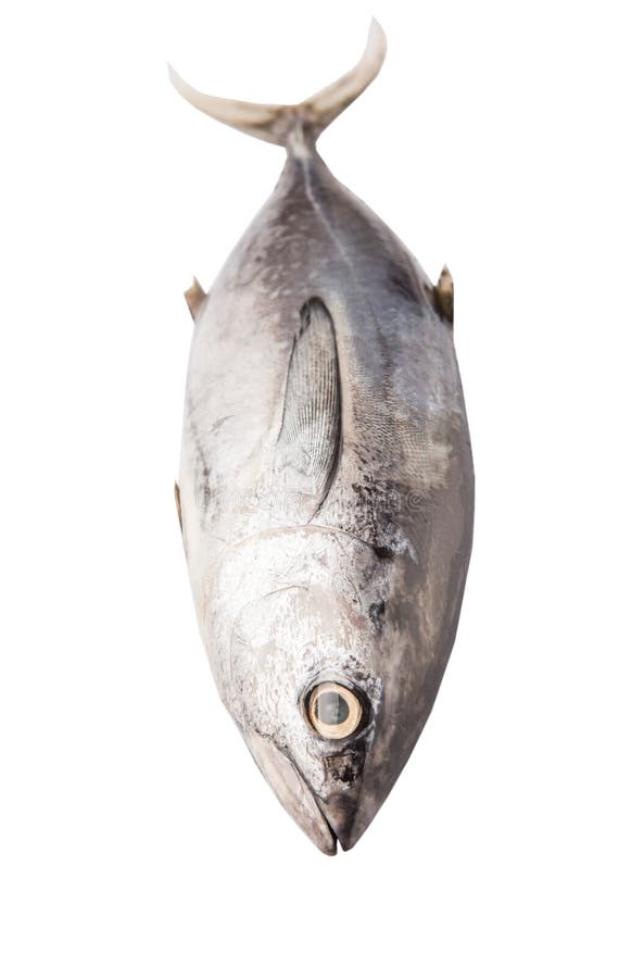 Mackerel Tuna Fish IV stock photo. Image of gills, meat - 51139660