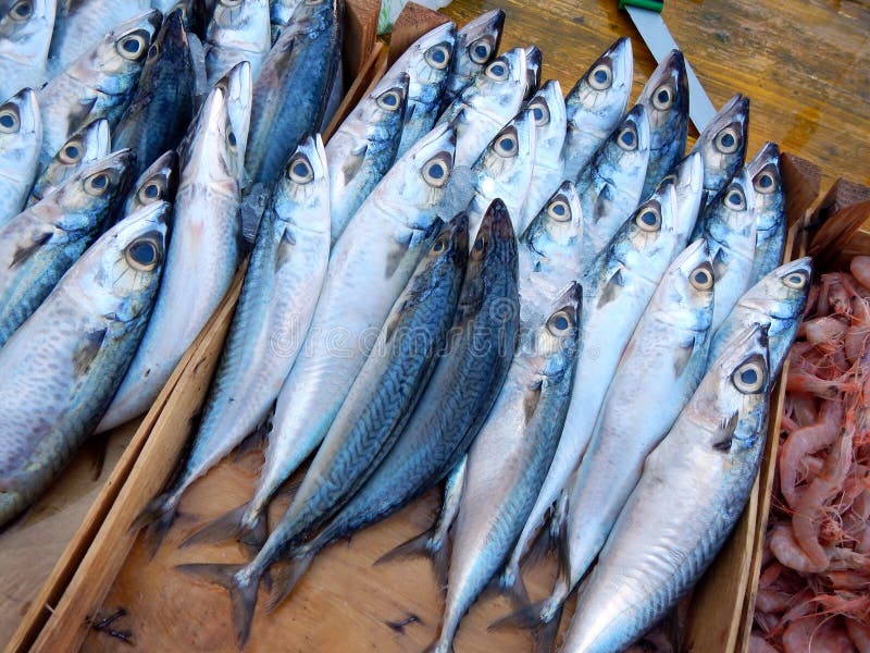 Mackerels at fish market stock photo. Image of fresh - 33055748