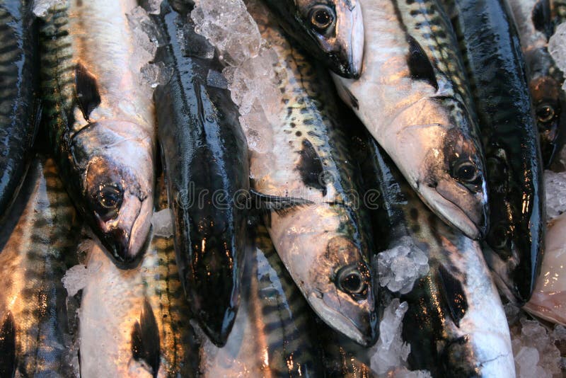 Mackerels (Scomber Scombrus) Stock Image - Image of fresh, slick: 11562719