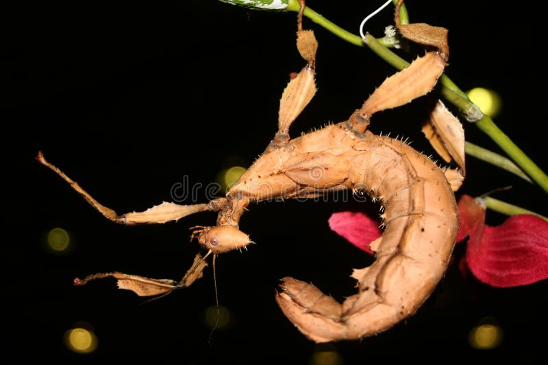 Mackleys Spectre Stick Insect Stock Photo - Image of stick, detail: 6826524