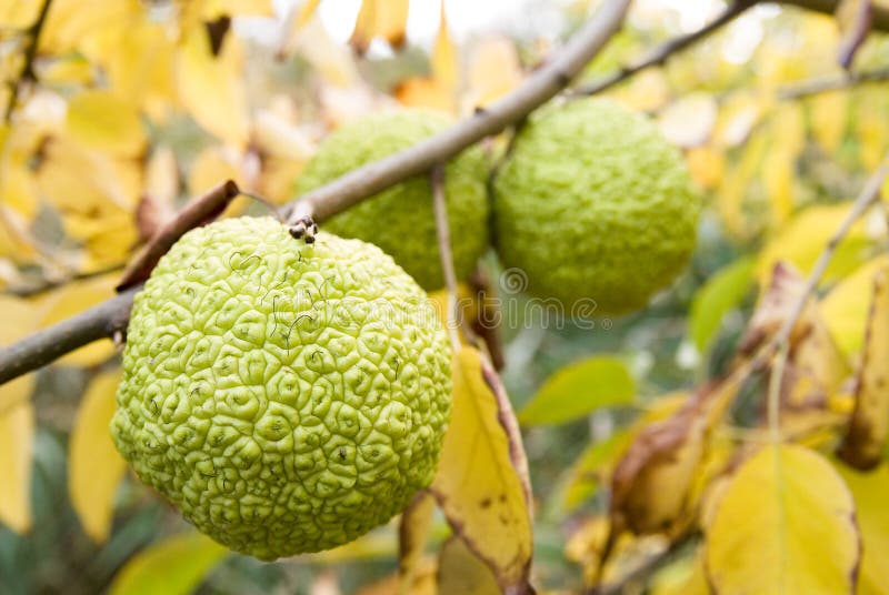 Maclura Aurantiaca. Moraceae. (Hedge Apple) Stock Image - Image of ...