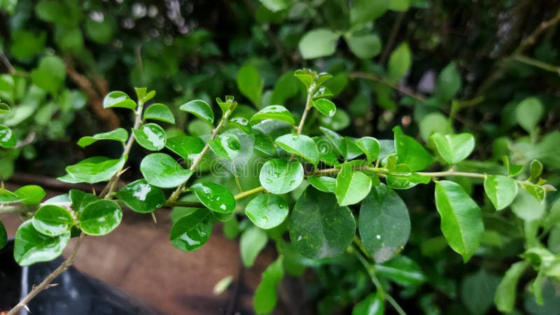 Maclura Cochinchinensis Twigs Stock Photo - Image of blossom, shrub ...