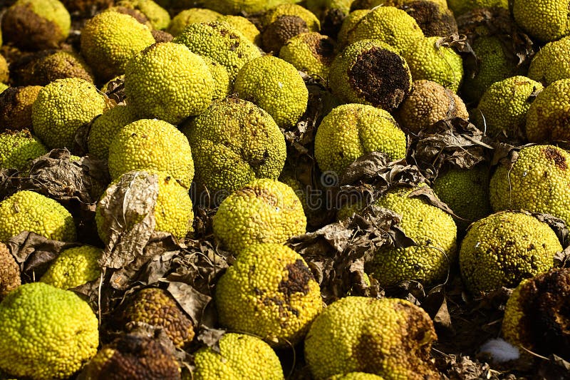 The Maclura orange. stock photo. Image of food, autumn - 367332288