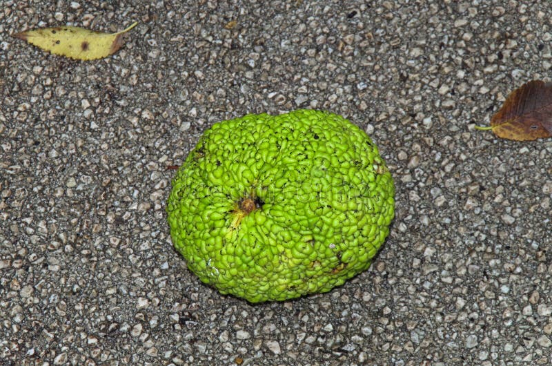 Maclura Pomifera Fruit on the Ground Stock Image - Image of fruit, fall ...