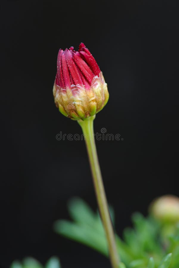 MacMacro of a Red Daisy Flower Stock Photo - Image of nice, bell: 206783096