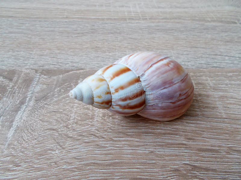 Macoma, Seashell, Baltic Clam, Veneroida Picture. Image: 124419660