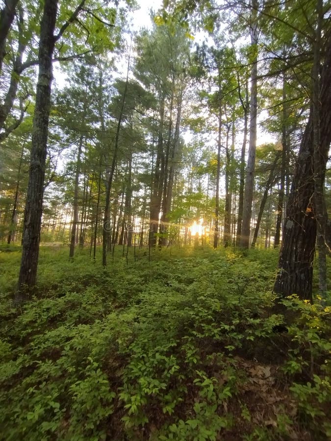 Macomb State Park stock photo. Image of sunset, nature - 249702982