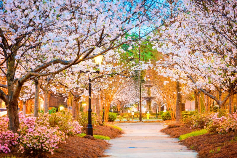 Macon, Georgia, USA stock photo. Image of scenery, cherry - 93706400