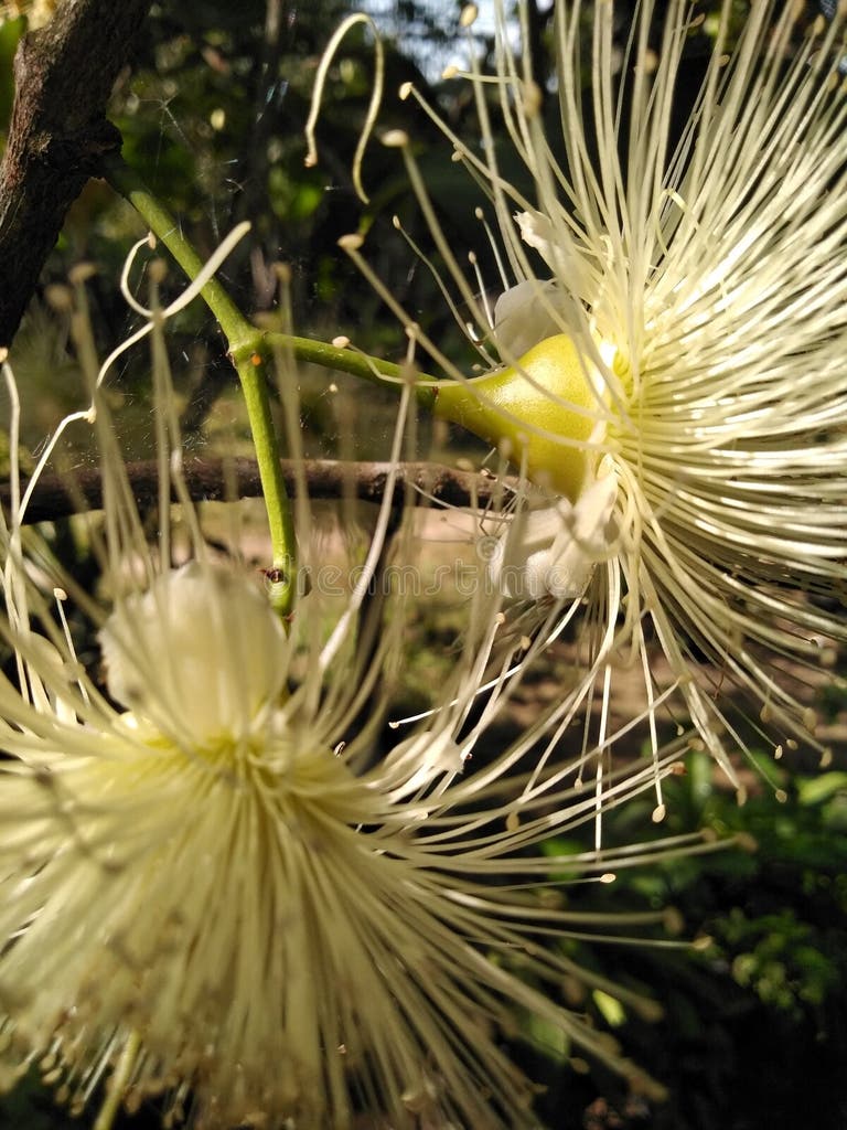 Macopa Flower Stock Photos - Free & Royalty-Free Stock Photos from ...