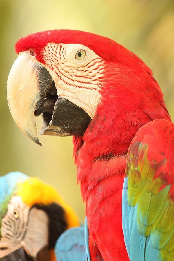 Macow stock image. Image of gold, beautiful, cute, macaw - 31734521