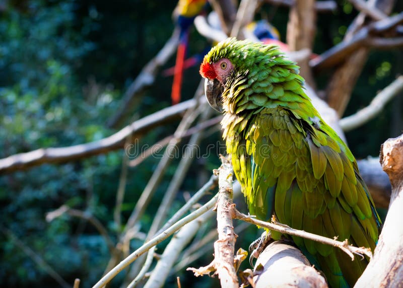 Macow parrot bird stock photo. Image of natural, jungle - 109041816