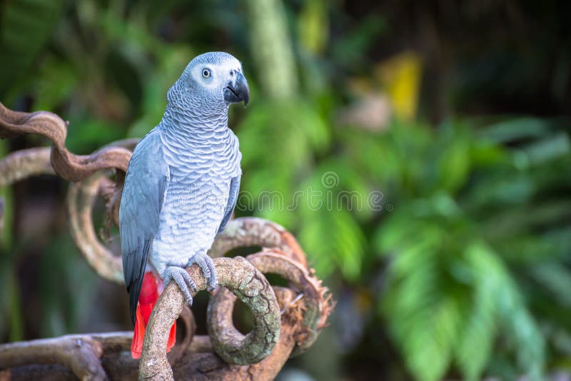 Macow Parrot stock photo. Image of yellow, parrot, nature - 66772