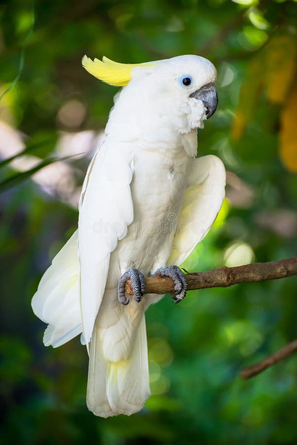 Macow parrot stock image. Image of animal, angle, wild - 31930607