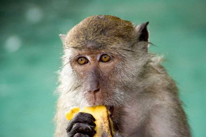 Macque Mokey Eating a Banana Stock Image - Image of macque, ocean: 4236473