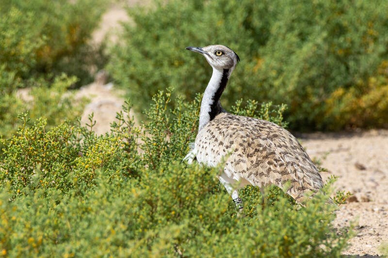 MacQueen S Bustard (Chlamydotis Macqueenii) Running Across Desert Stock ...