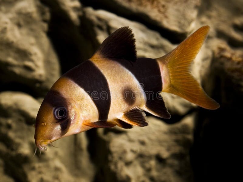 Peixes Do Aquário Do Macracanthus De Botia Do Peixe-gato Do Botia Do ...