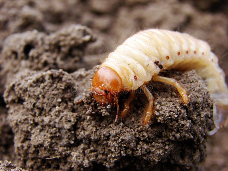 Macro stock photo. Image of dirt, insect, bait, earth - 2519034