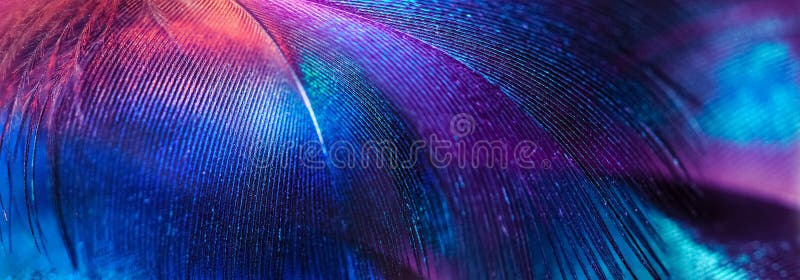 Macro Abstract Background from Colorful Feathers. Banner Format. Stock ...