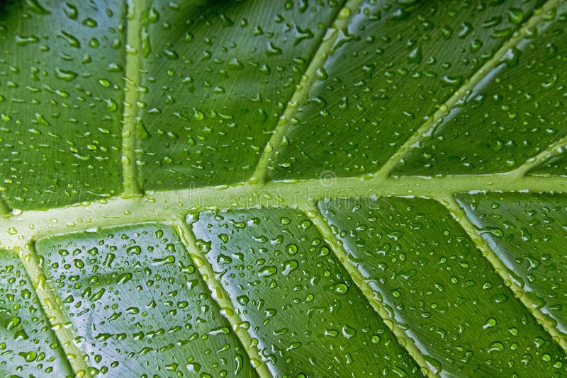 Wet Patterns and Textures of Green Leaf Plant Background Stock Image ...