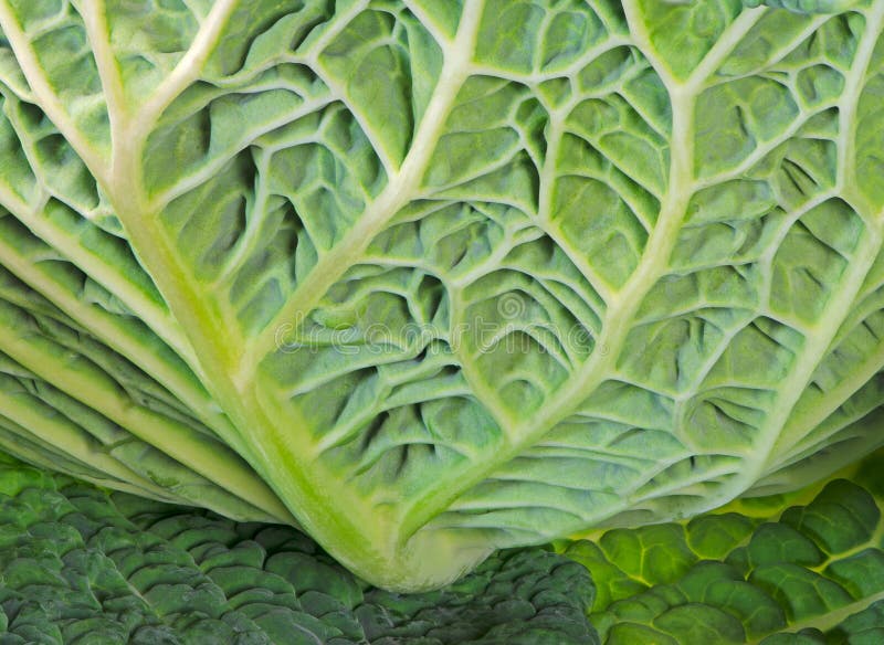 Abstract Savoy Cabbage Leaf Stock Image - Image of food, vegetarian ...