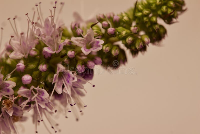 Macro Abstract View of Tiny Purple Peppermint Herb Flowers Stock Image ...