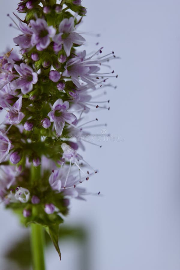 Macro Abstract View of Tiny Purple Peppermint Herb Flowers Stock Image ...