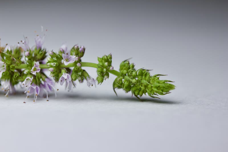 Macro Abstract View of Tiny Purple Peppermint Herb Flowers Stock Image ...