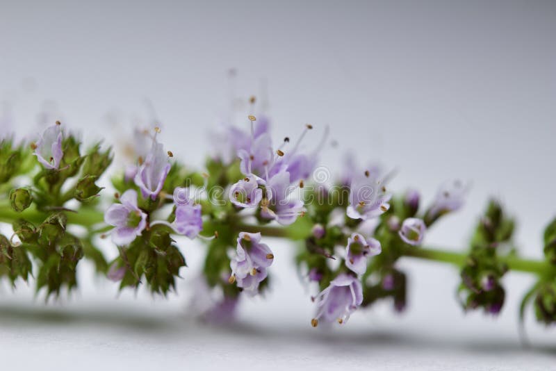 Macro Abstract View of Tiny Purple Peppermint Herb Flowers Stock Image ...