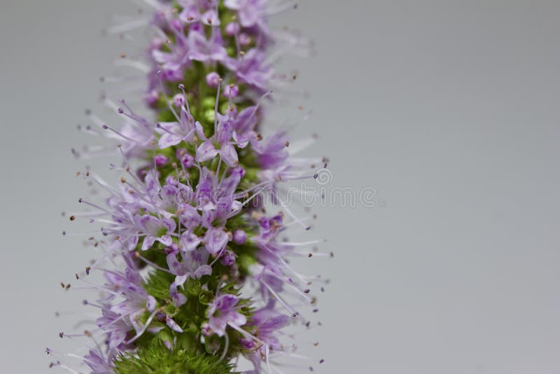 Macro Abstract View of Tiny Purple Peppermint Herb Flowers Stock Image ...