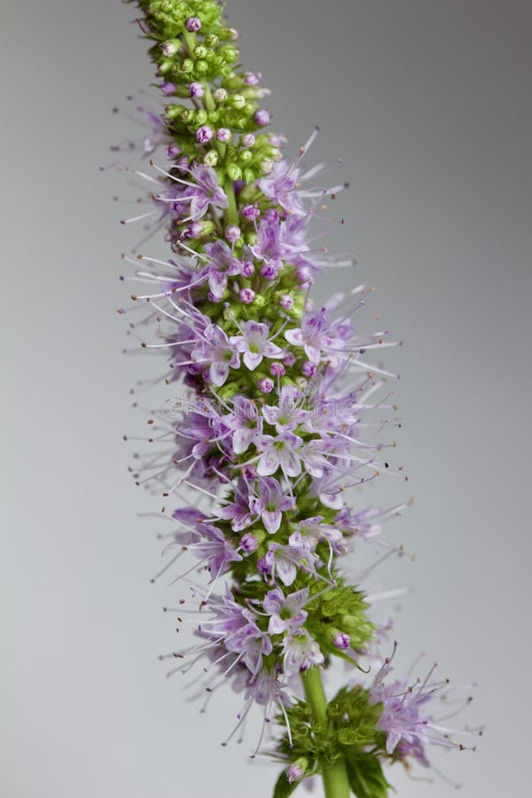 Macro Abstract View of Tiny Purple Peppermint Herb Flowers Stock Photo ...