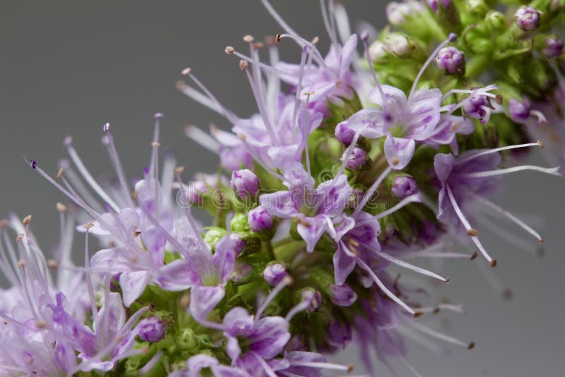 Macro Abstract View of Tiny Purple Peppermint Herb Flowers Stock Photo ...
