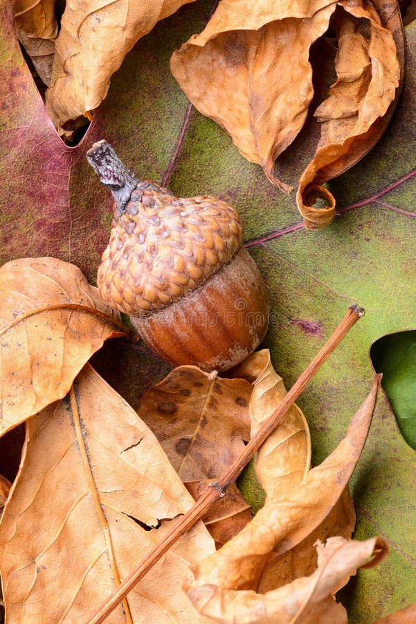 Acorns stock photo. Image of acorns, plant, nature, composition - 21158808